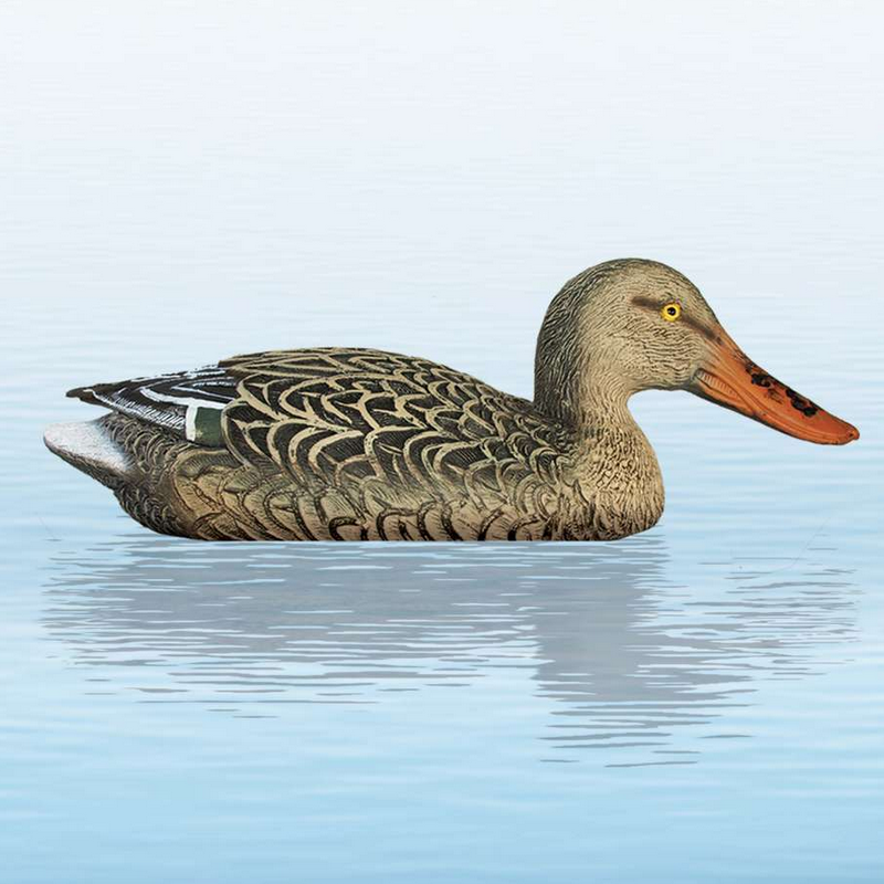 Appelant canard souchet